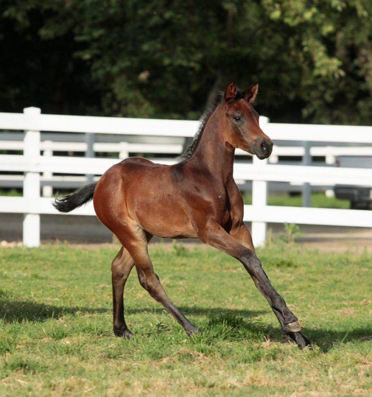 BR Incentive | Booth Ranches Horse Division